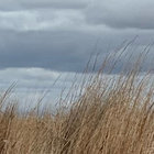 SORCS 80 | OSEES | Osees