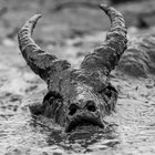 The Cosmic Cornucopia | Slugdge