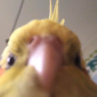 Amy Locust Whatever | CBMC