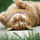 Sad Cities | Sally Shapiro