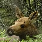 Strange & Ever-Changing Depths | Narco Debut