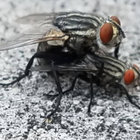 dronevil - example - | Boris