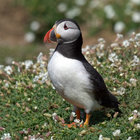 The Dark Piano, Vol. 2 (Myuuji Remastered) | Myuu