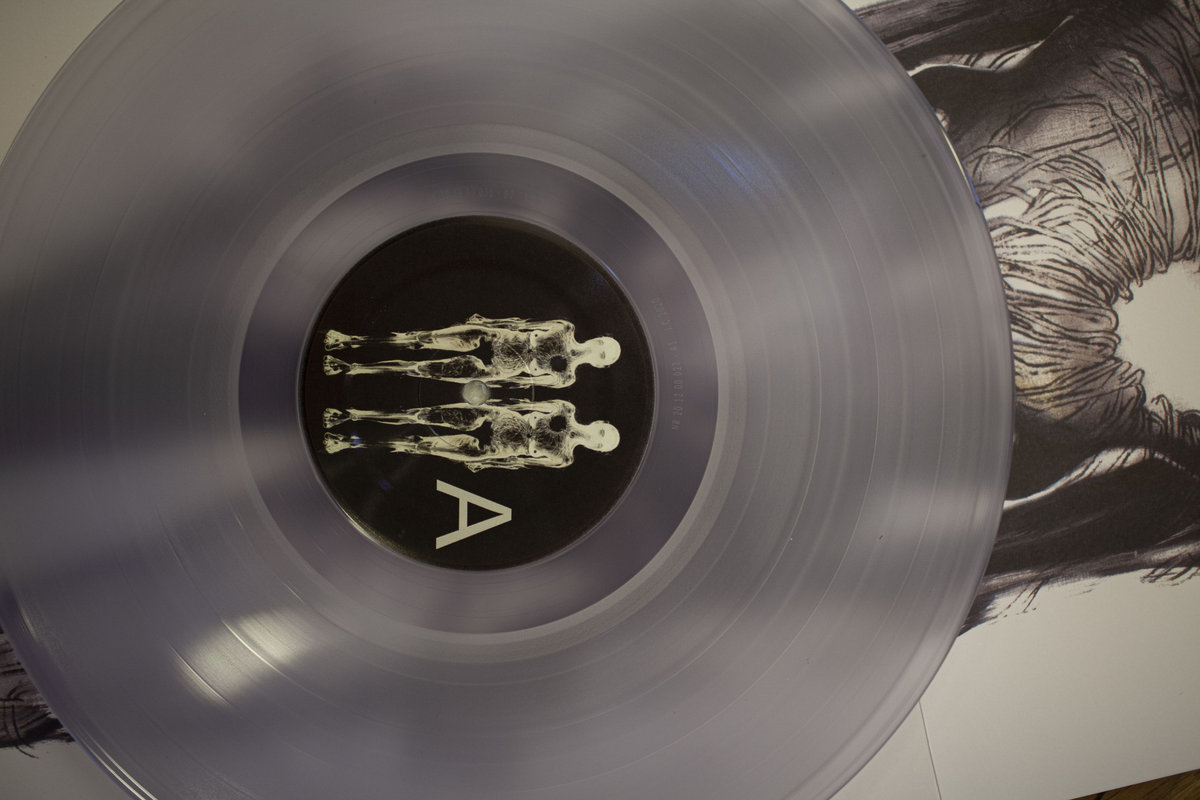 The Long Haul of Cercopithecoidea | Monkey Okay