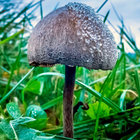 COW / Chill Out World! | The Orb