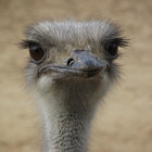 Maps of Non Existent Places | Thank You Scientist