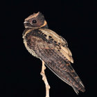 World of Madness | The Enigma TNG