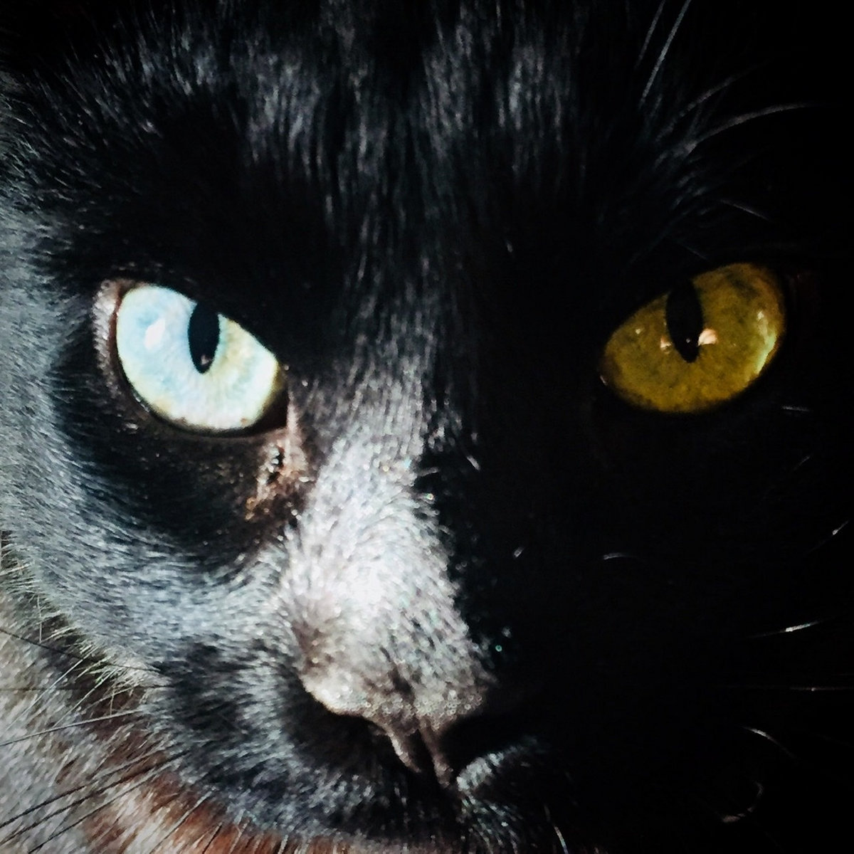 Book of Spells | The Pepper Kitty Experience