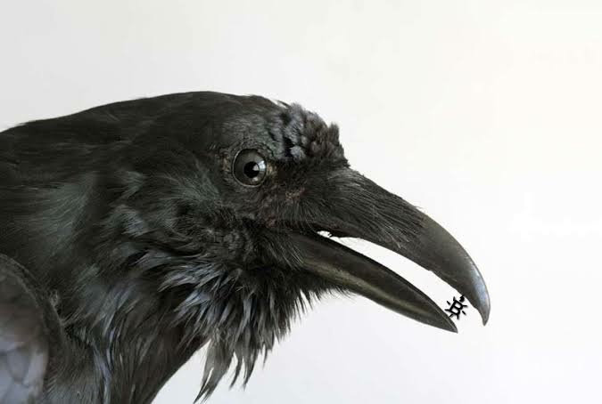 death vomit collection | Global Wave