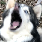 Dimensions | Shirobon