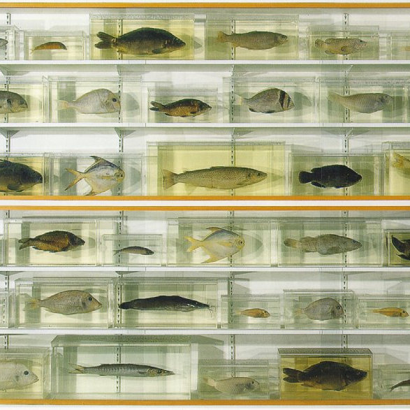 samuelfish's collection | Bandcamp