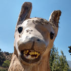 The Rabbit That Hunts Tigers | YĪN YĪN