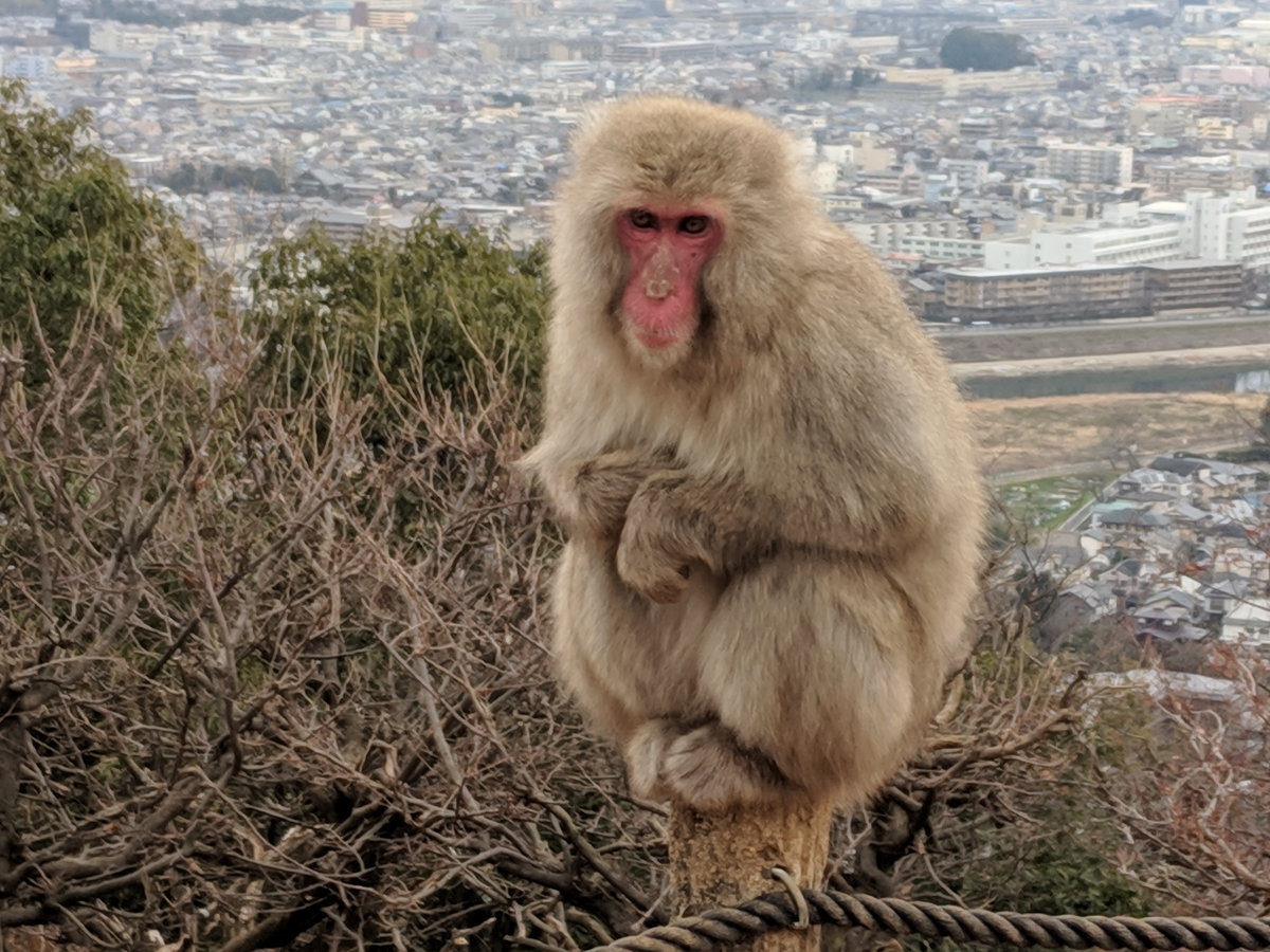 Fall 2020 | Monkey Pilot