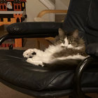 Order of Torment | Genocide Pact