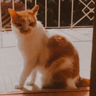 Parallel Lives | Meteor