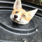 Parallel Lives | Meteor