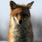 Abyssinia Afterlife | Black Flower