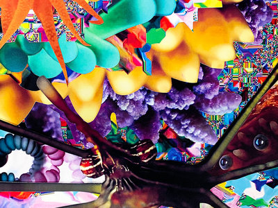 Natural History Redux Collage Poster Edition | Coral Morphologic