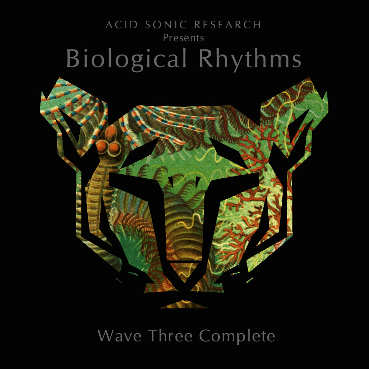 Biological Rhythms 29 | Kataconda | Biological Rhythms