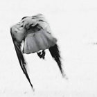 7 Songs For Spiders | Dax Riggs