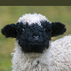 Dim Probs | Gruff Rhys