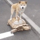 Harbor LP | tomppabeats