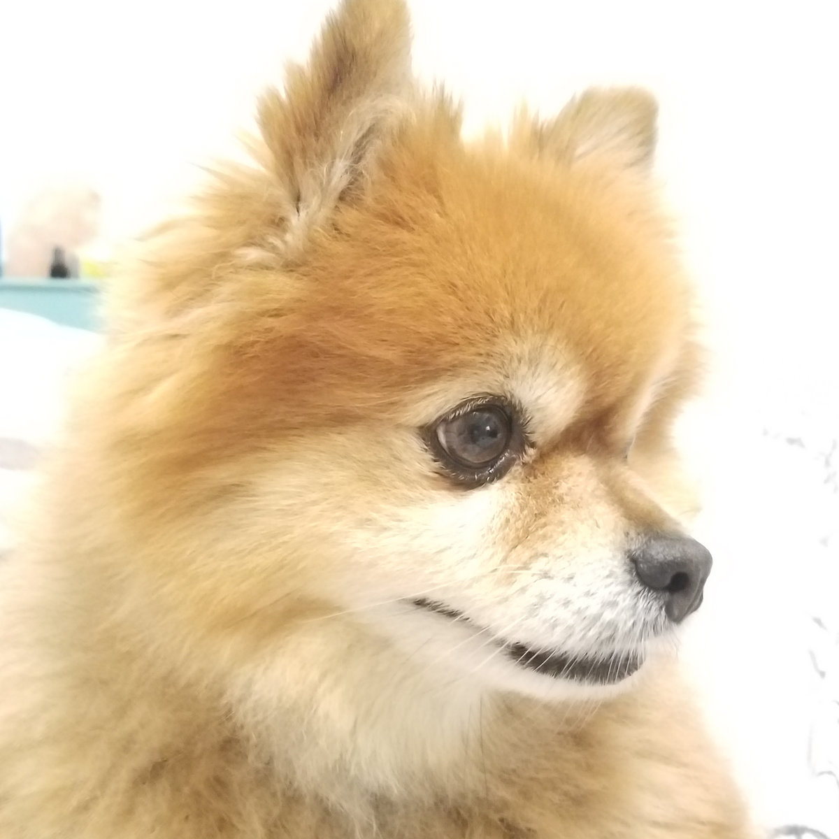 Ache and Twinge | Comet Model Kit