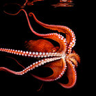 Chukela EP | DJ Maphorisa & Tman Xpress | New Money Gang