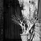 beets 4 | Birocratic