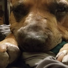 Before Vol. 3 | Deft