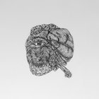Wild Light | 65daysofstatic | Bird's Robe Records