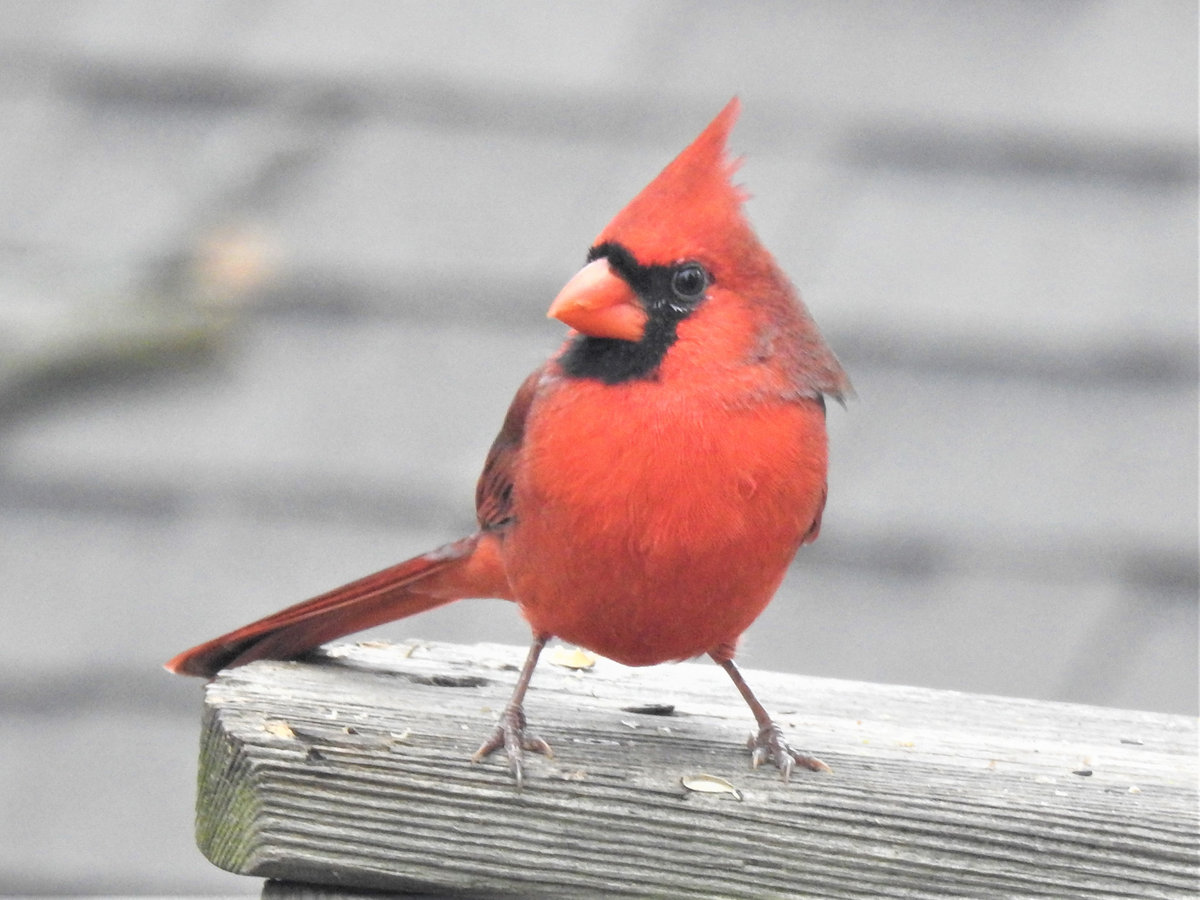 Merch | Passerine Dream