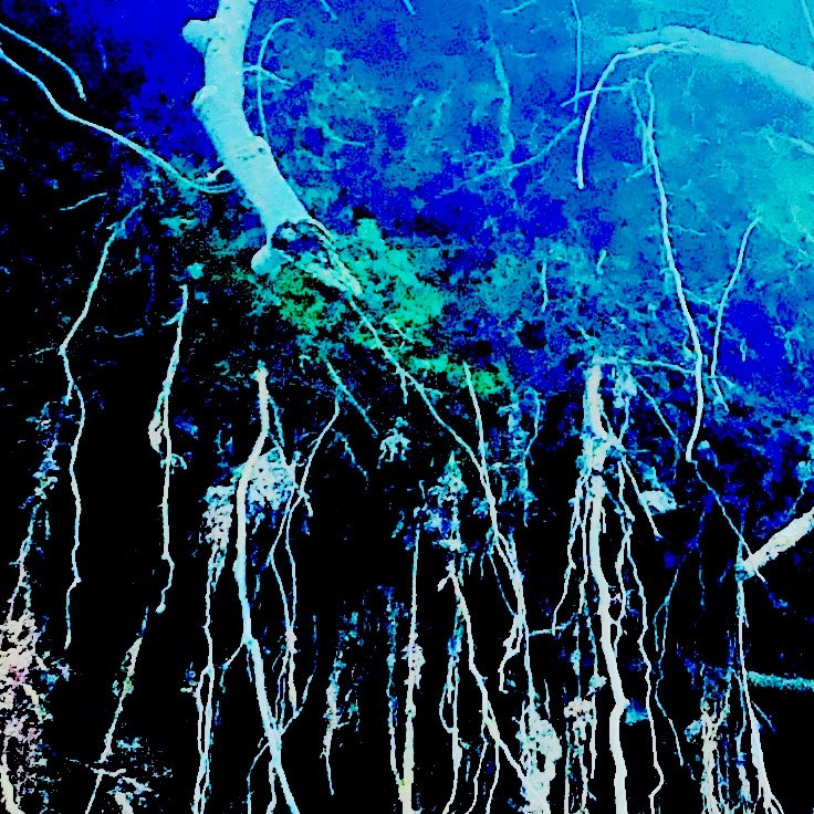 The next great plankton bloom | Astral squid