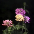 Lunatic Harness (25th Anniversary Edition) | µ-Ziq | Mike Paradinas