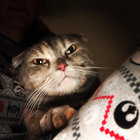 UNDERTALE Soundtrack | toby fox | Toby Fox