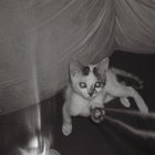 Negative Feedback | XMXMXMXM