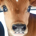 Impossible Light | Uboa