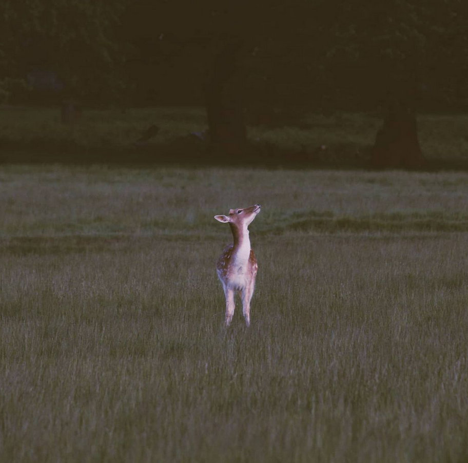 Conversations | Fallow Dear