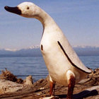 Dim Probs | Gruff Rhys