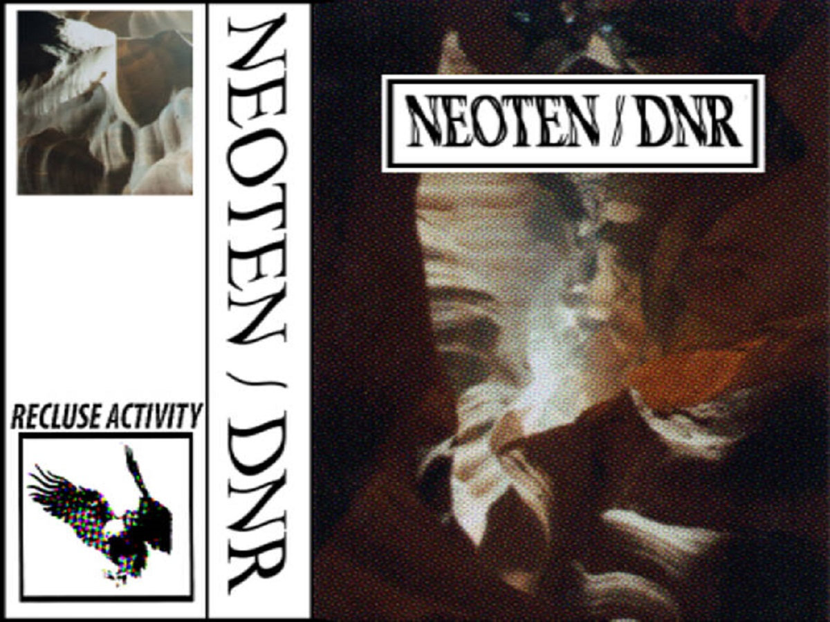 Neoten / DNR Split | Recluse Activity