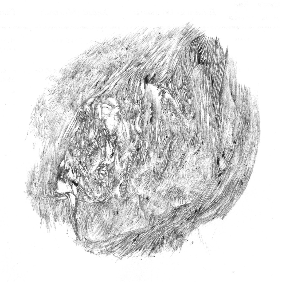 Cynosarges | Bacita Fali