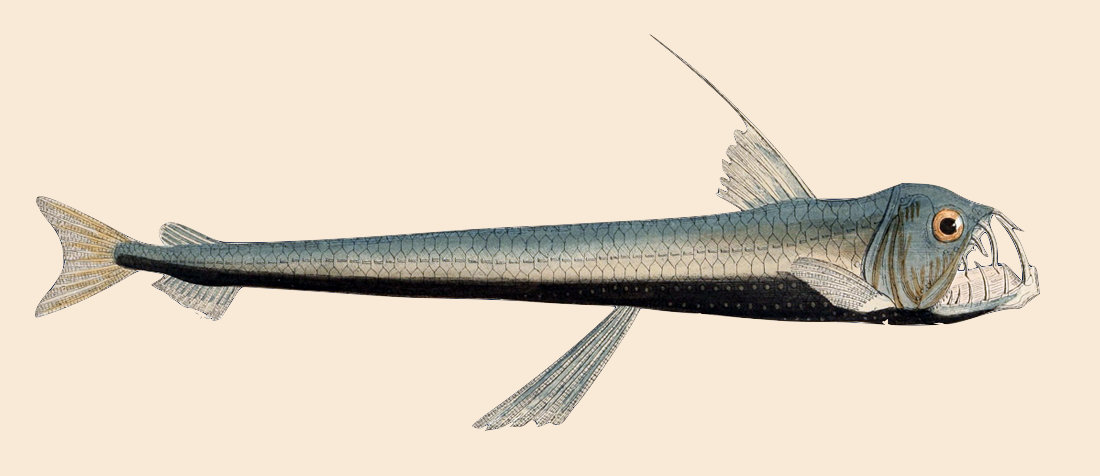 Post-Humanity, Inc. | Sloane's Viper