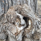 Dim Probs | Gruff Rhys