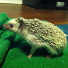 Gadabout Season | Brandee Younger