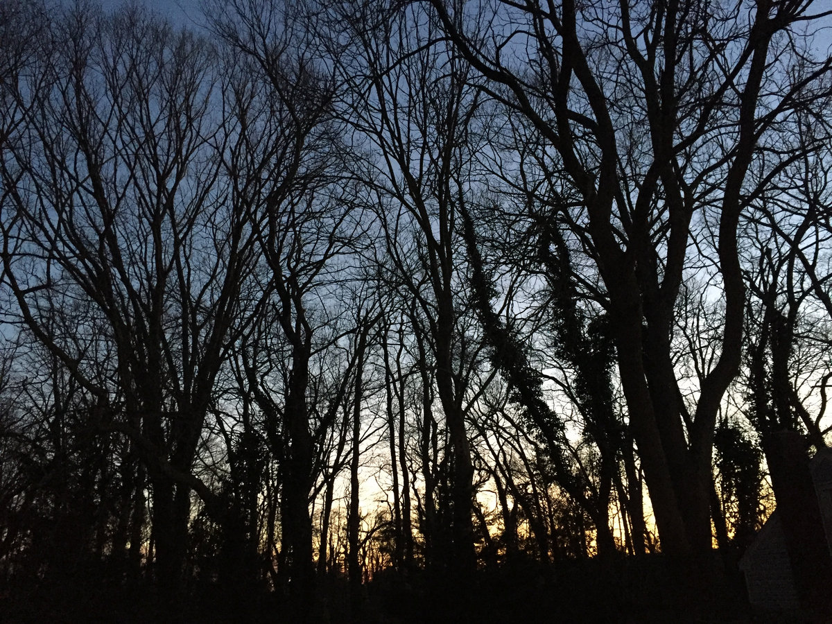 Wander | Joseph Albert