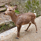 Identity Sequence | zircon