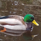 This Is BASIC | BASIC | Chris Forsyth