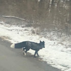 Year Of The Snake | Softcult