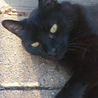 Slime Rancher: Original Soundtrack II + The Casey Sessions | Monomi Park