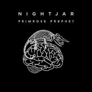Merch | Nightjar